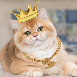 MC-CAT รับทิมรอบสุดท้าย Minecraft | PLAYSERVER